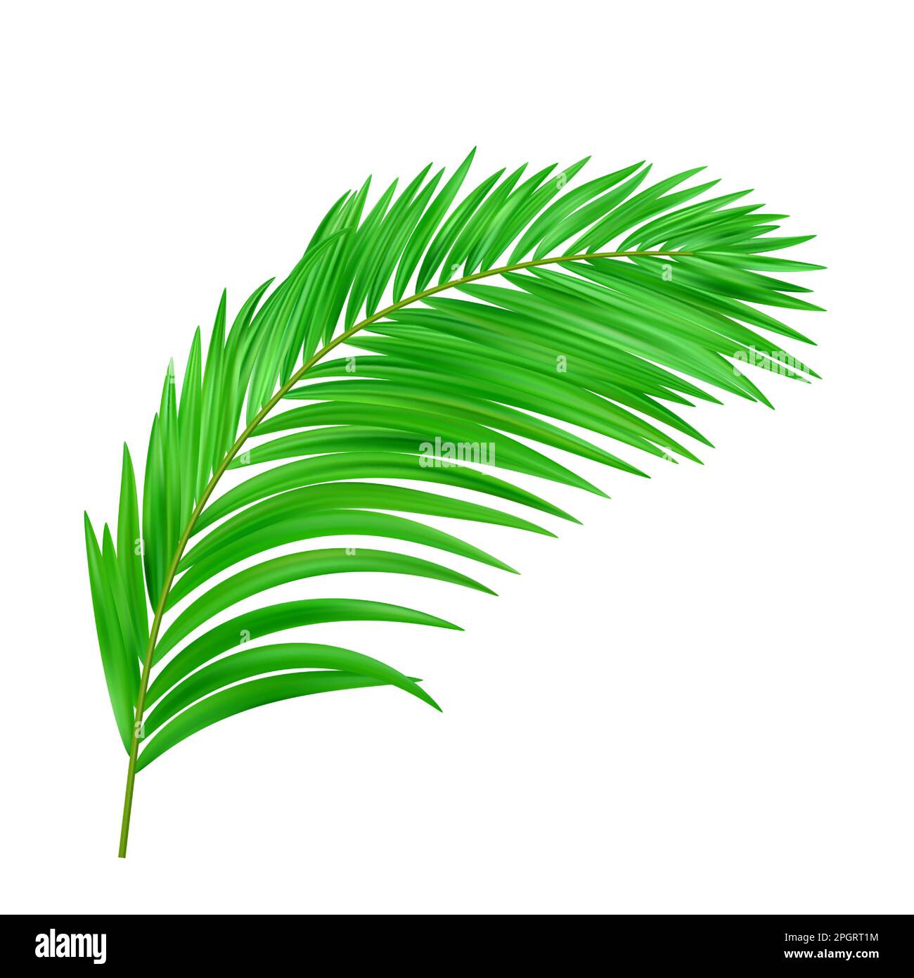 Jungle exotic leaf. tropical leaves Stock Vector Image & Art - Alamy