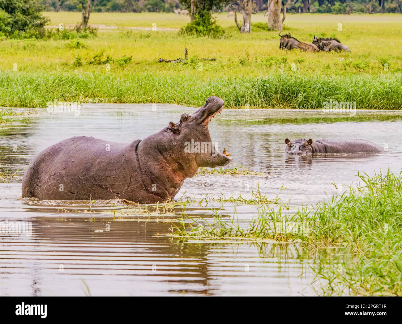 Yawning Hippopotamus in Idyllic African Scene Stock Photo - Alamy