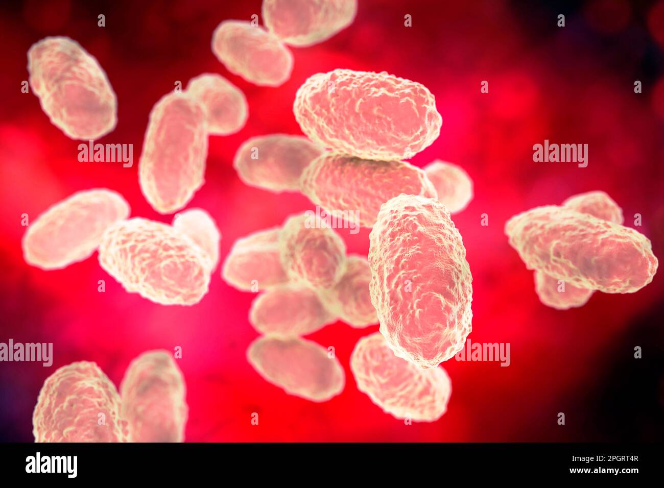 Gram negative coccoid bacterium hi-res stock photography and images - Alamy