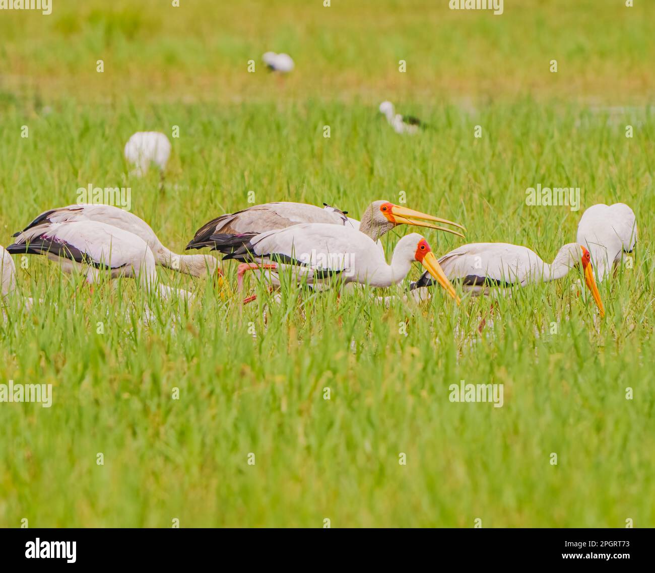 Yellow-billed Storks Hunting for Frogs Stock Photo - Alamy