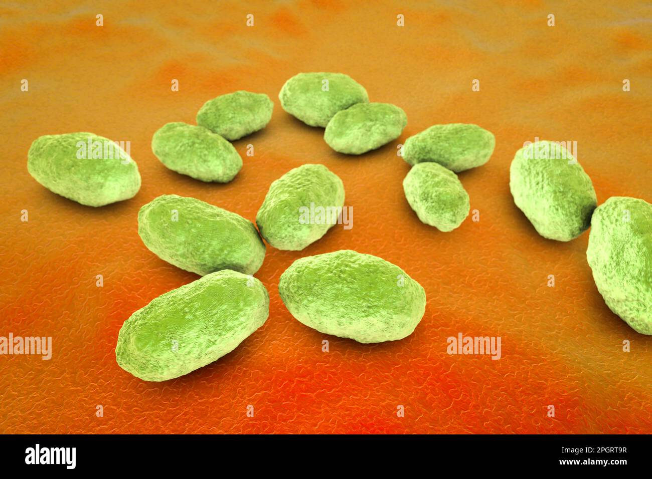 Gram negative coccoid bacterium hi-res stock photography and images - Alamy