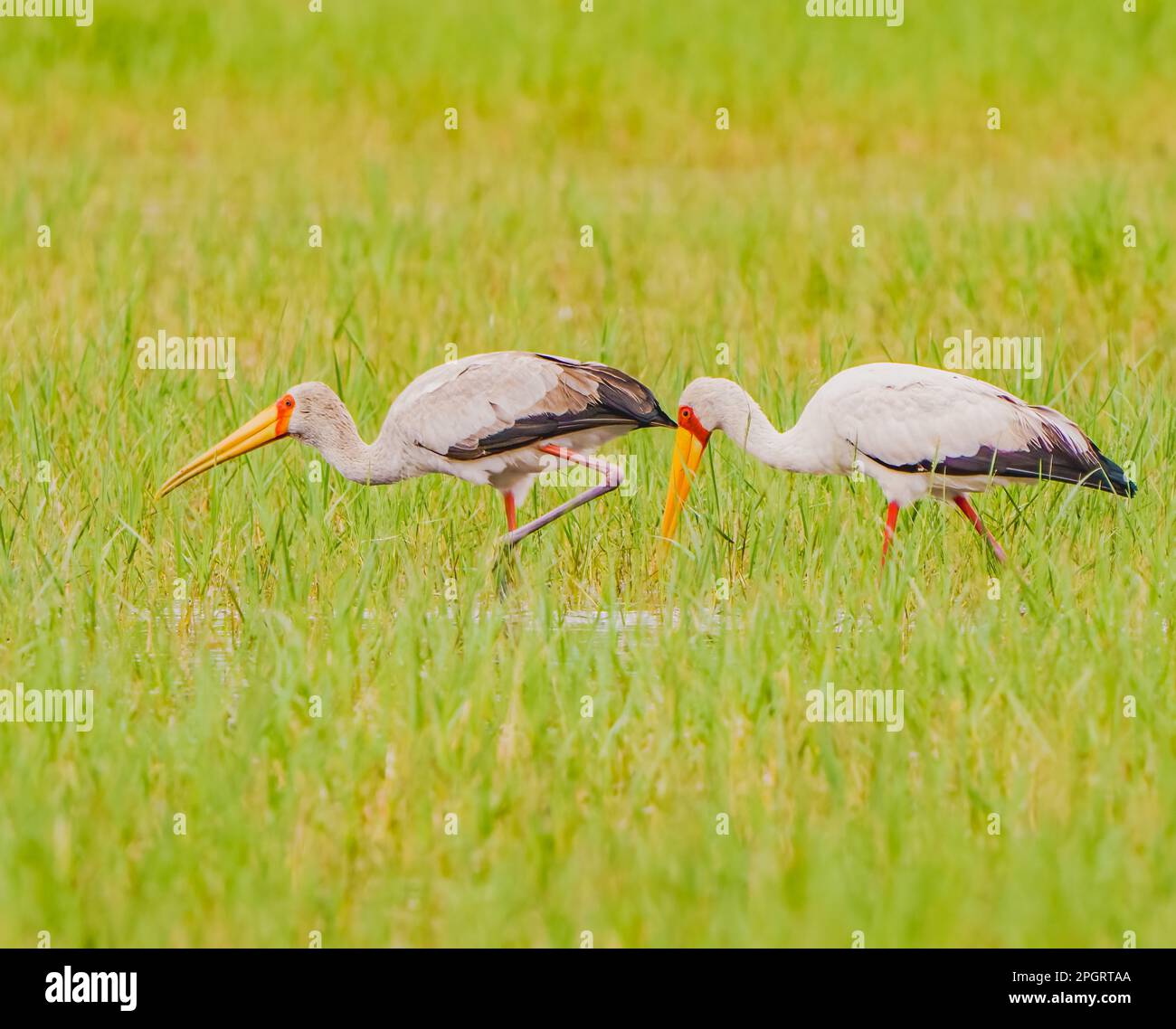 Yellow-billed Storks Hunting for Frogs Stock Photo - Alamy
