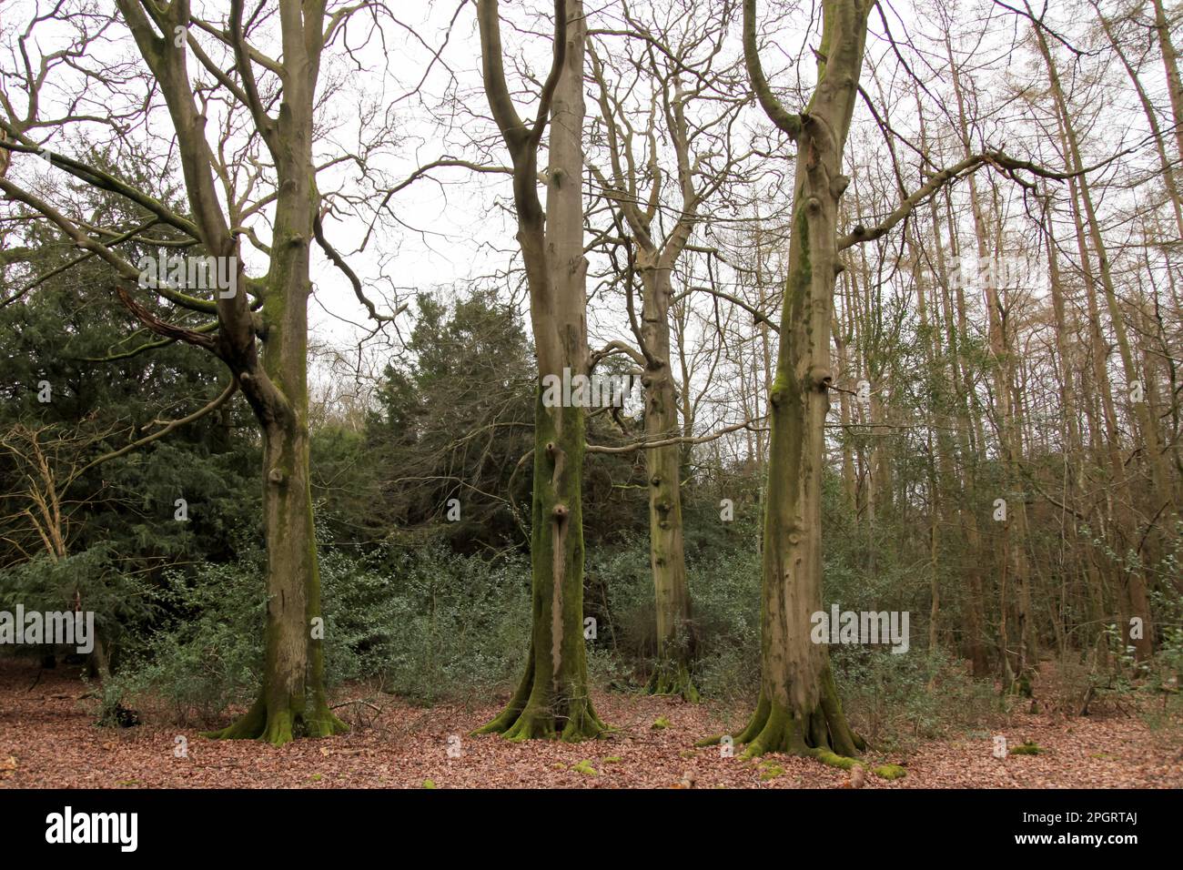 Three trees in a line hi-res stock photography and images - Alamy