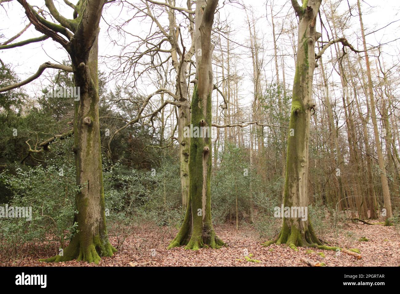 3 trees in a line at Box Hill, Surrey Hills, Surrey, England, UK, 2023 ...