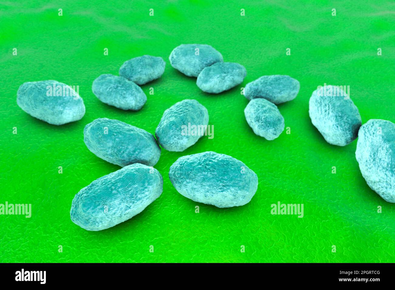 Gram negative coccoid bacterium hi-res stock photography and images - Alamy