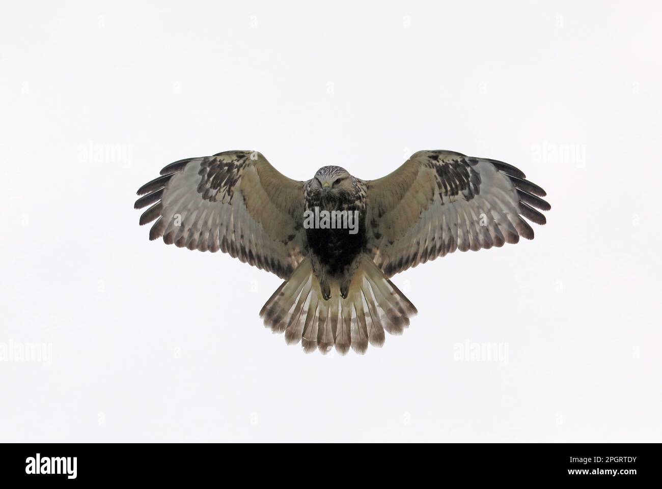 Buzzard wings hi-res stock photography and images - Alamy