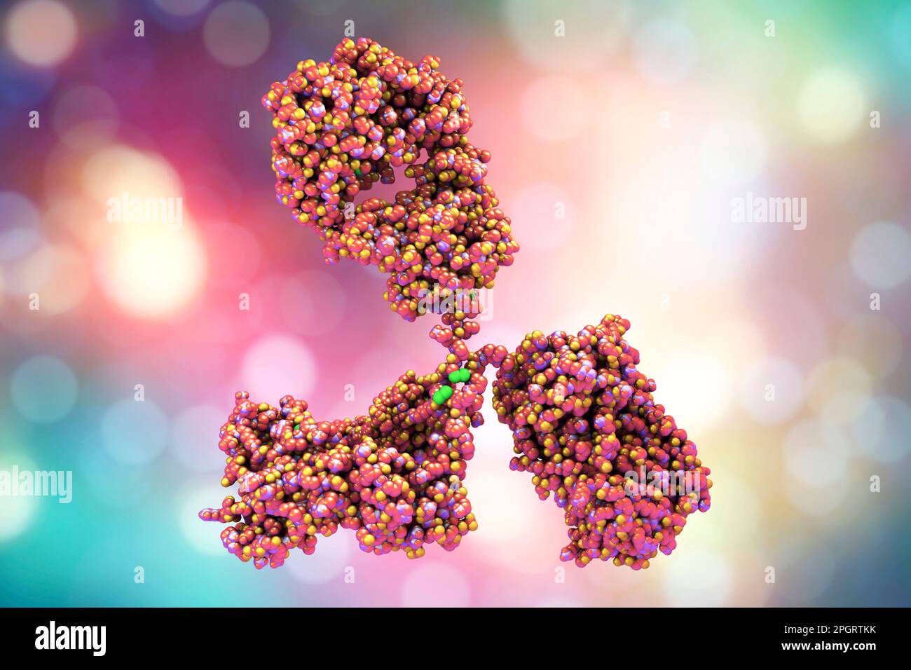 Globulin molecule hi-res stock photography and images - Alamy