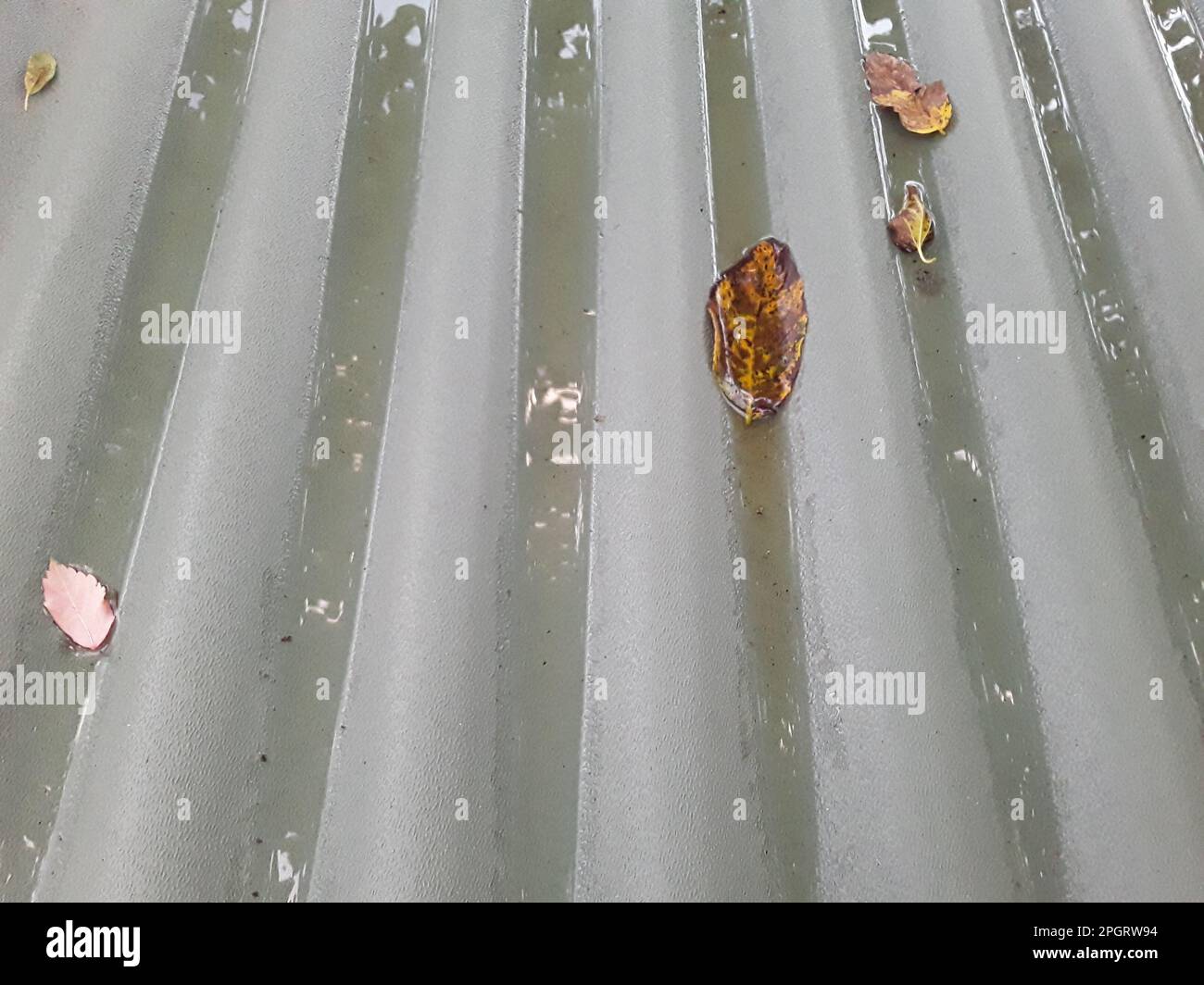 Rainwater on the green roof. Rainwater and dry leaves accumulated on ...