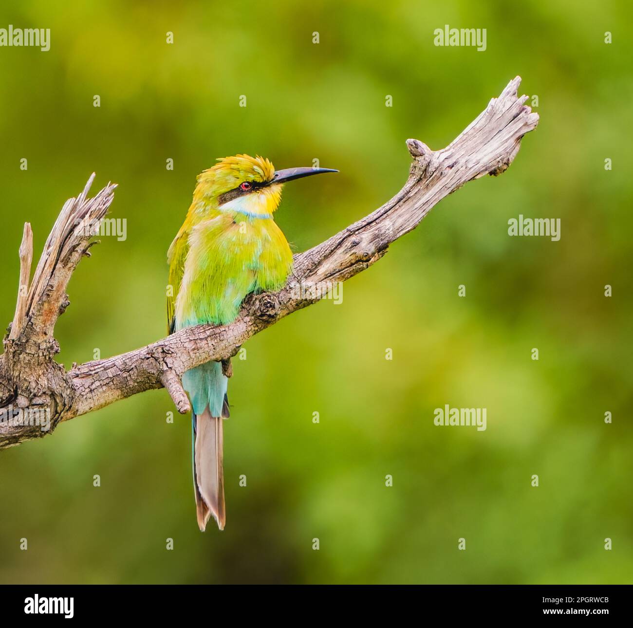 Swallow tailed bee eater hi-res stock photography and images - Alamy