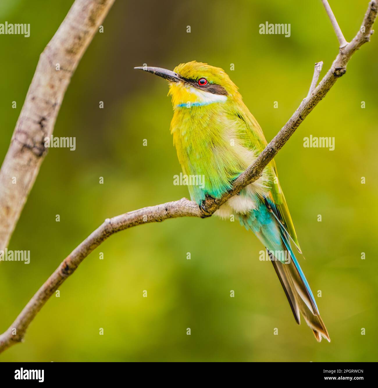 Swallow tailed bee eaters merops hirundineus hi-res stock photography ...