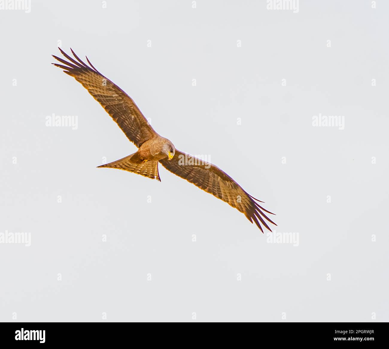 Yellow-billed Kite in Flight Stock Photo - Alamy