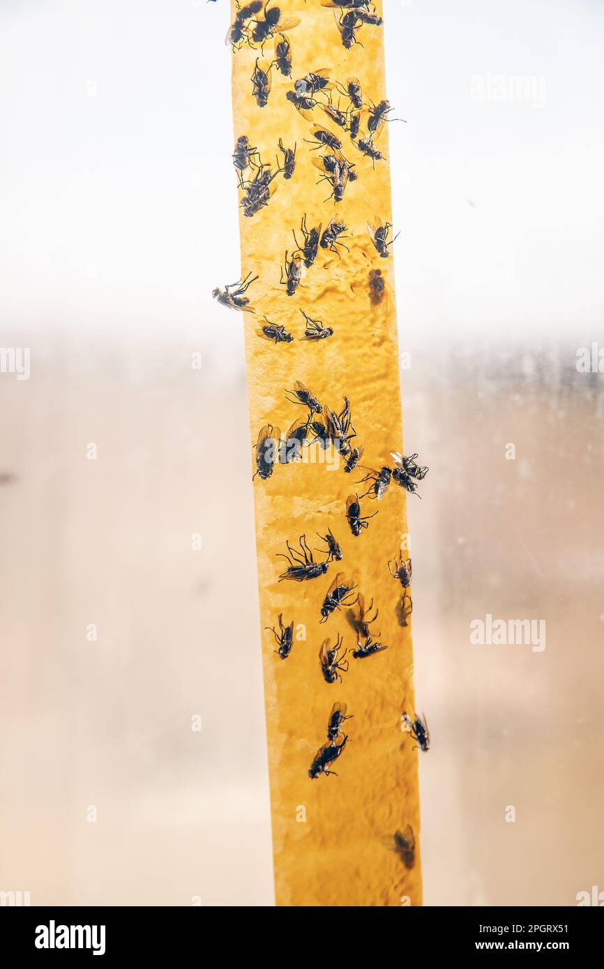 Dead flies stuck to a sticky fly paper trap Stock Photo - Alamy