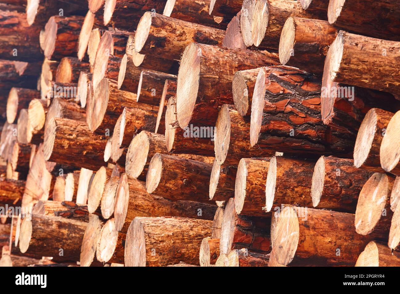 Stacked freshly cut logs. Natural pine wood. Deforestation. Timber ...