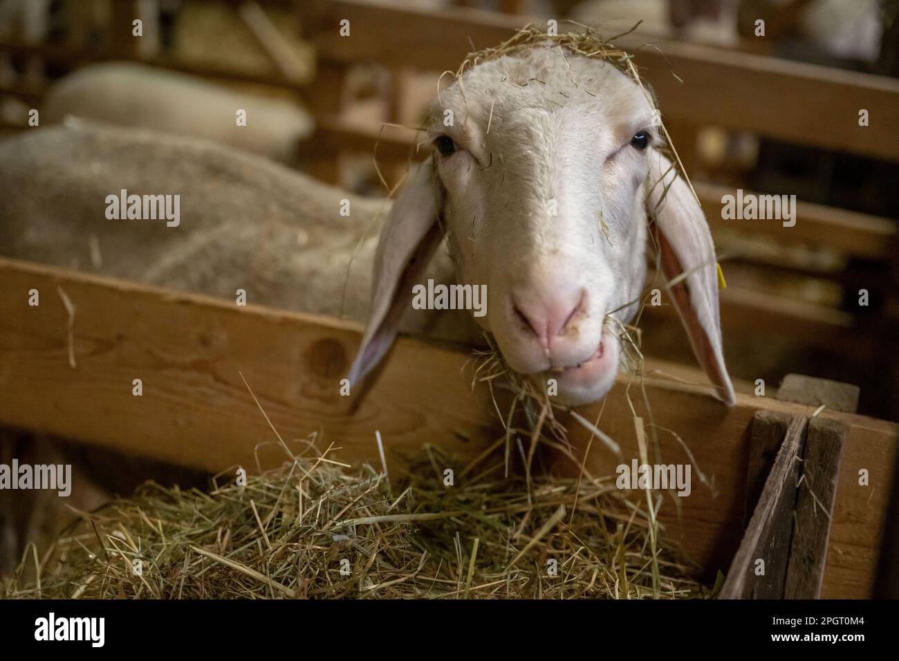 Grub, Germany. 24th Mar, 2023. Sheep stand in the facility's stables ...