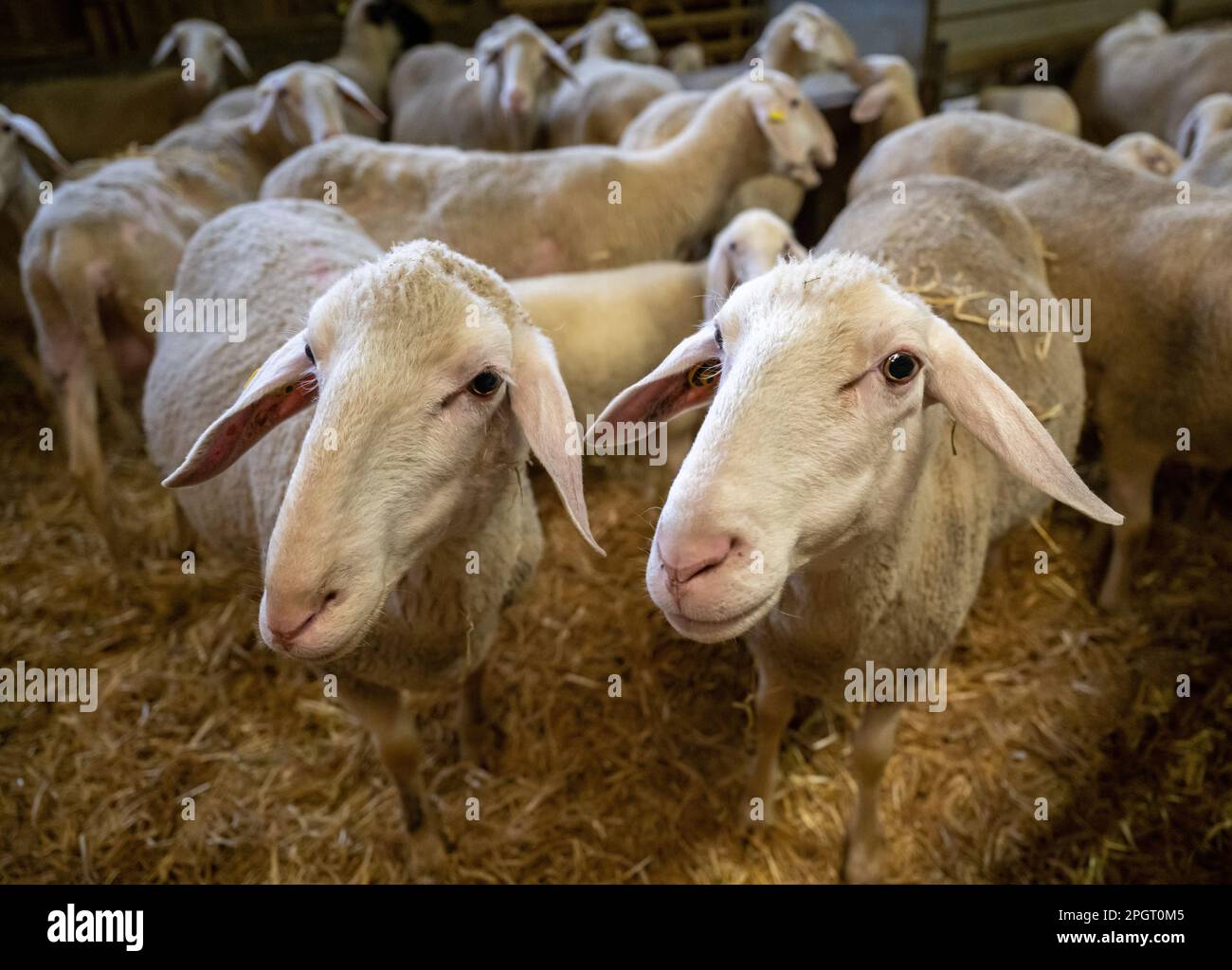 Sheep stables hi-res stock photography and images - Alamy