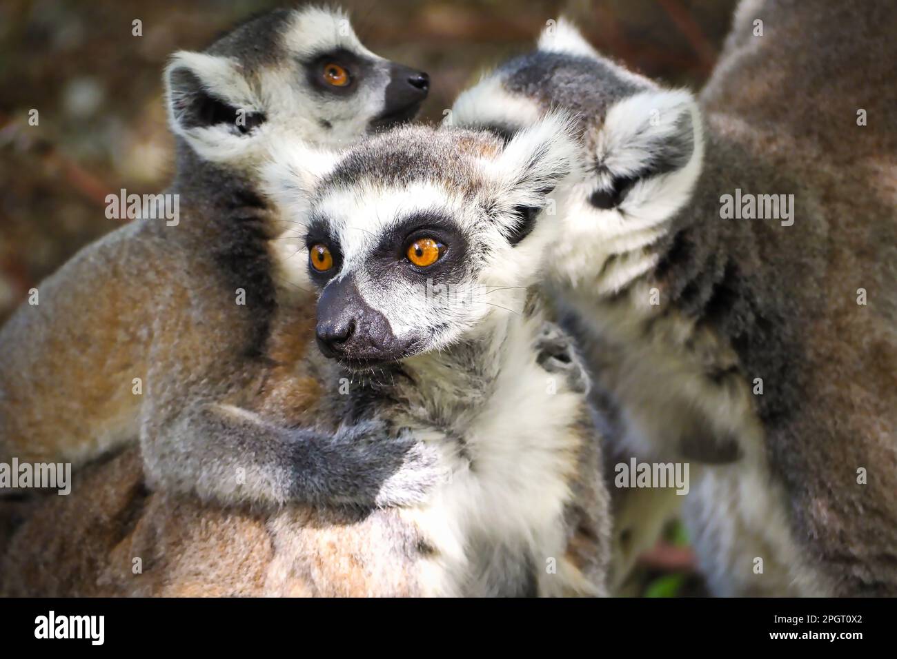 Three adult ring-tailed lemurs cuddling close together Stock Photo - Alamy