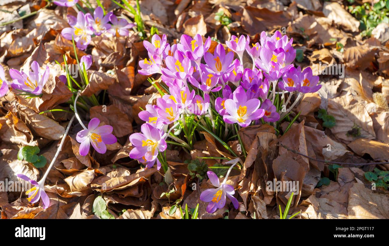 Geblümt hi-res stock photography and images - Alamy