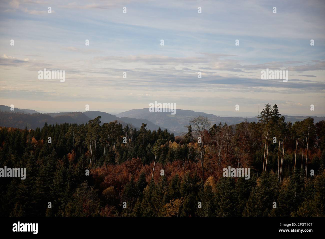Landscape on top of the trees Stock Photo - Alamy