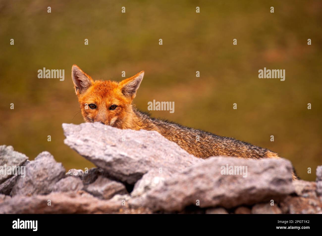 Andes mountains wildlife hi-res stock photography and images - Alamy