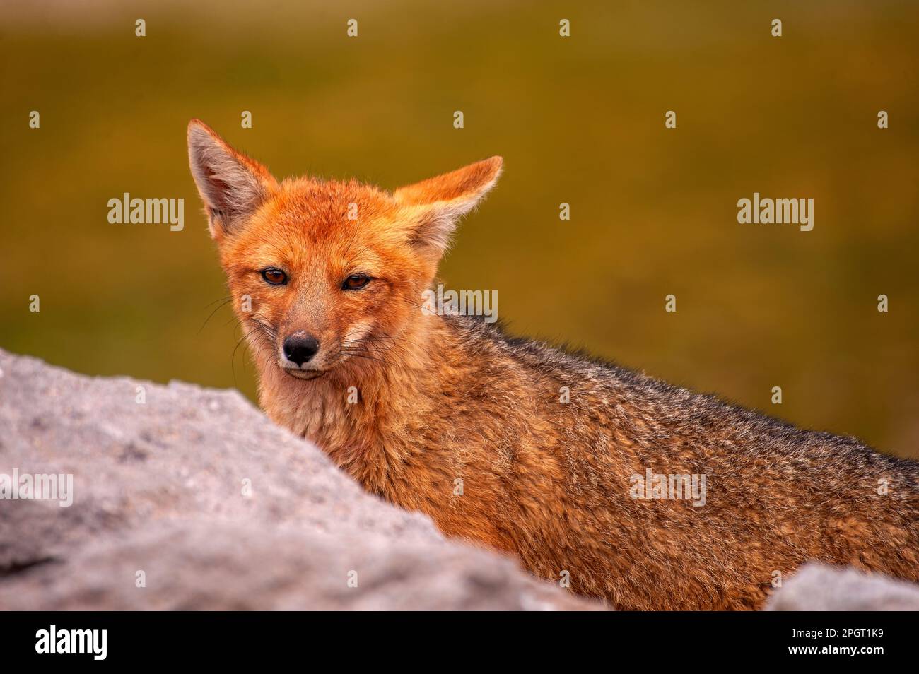 Gray zorro (Lycalopex griseus) is a common animal on the Andes ...