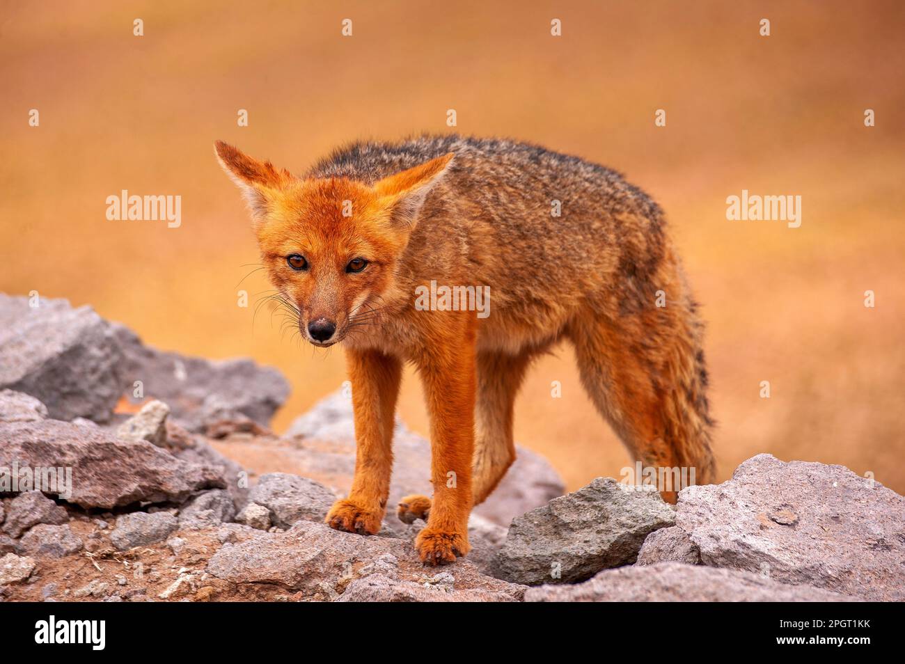 Gray zorro (Lycalopex griseus) is a common animal on the Andes ...