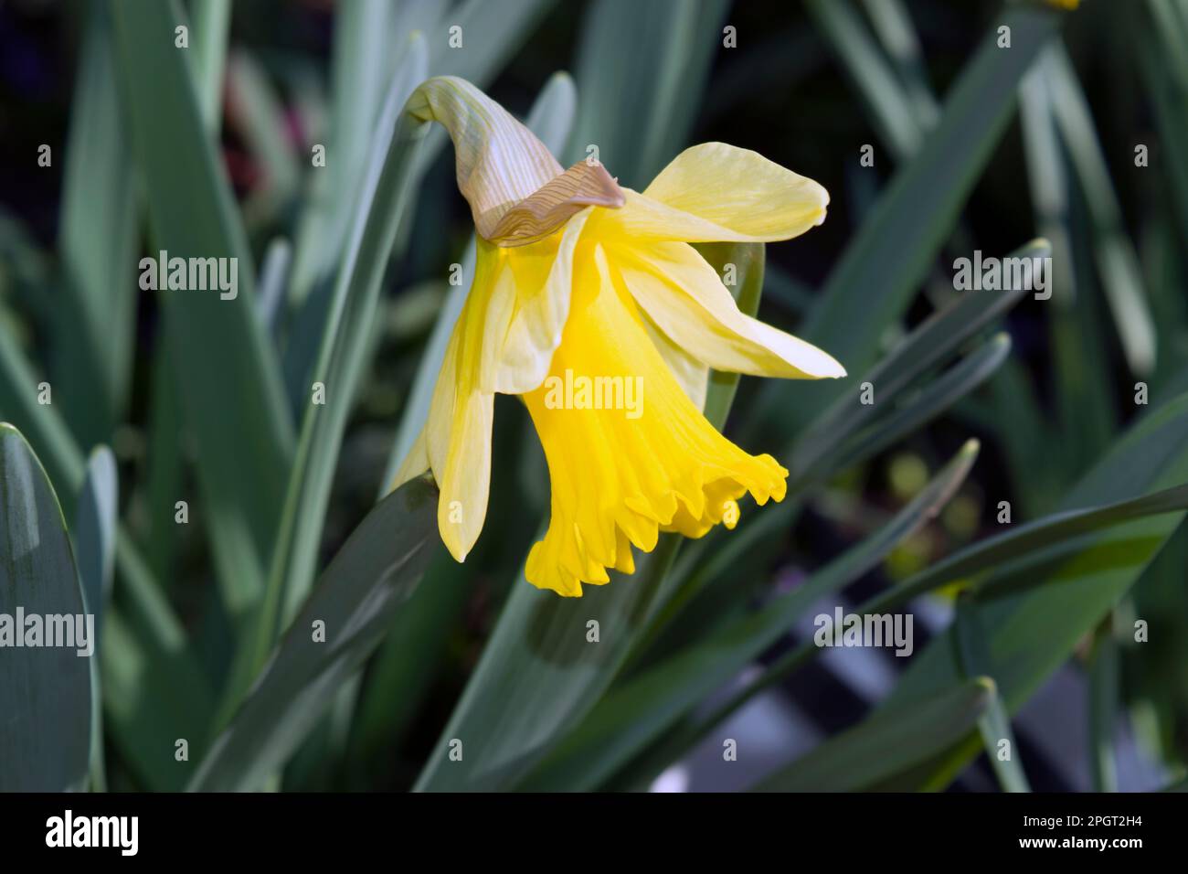 Narcissus, pseudo narcissus, wild daffodil or lent lily is a perennial ...