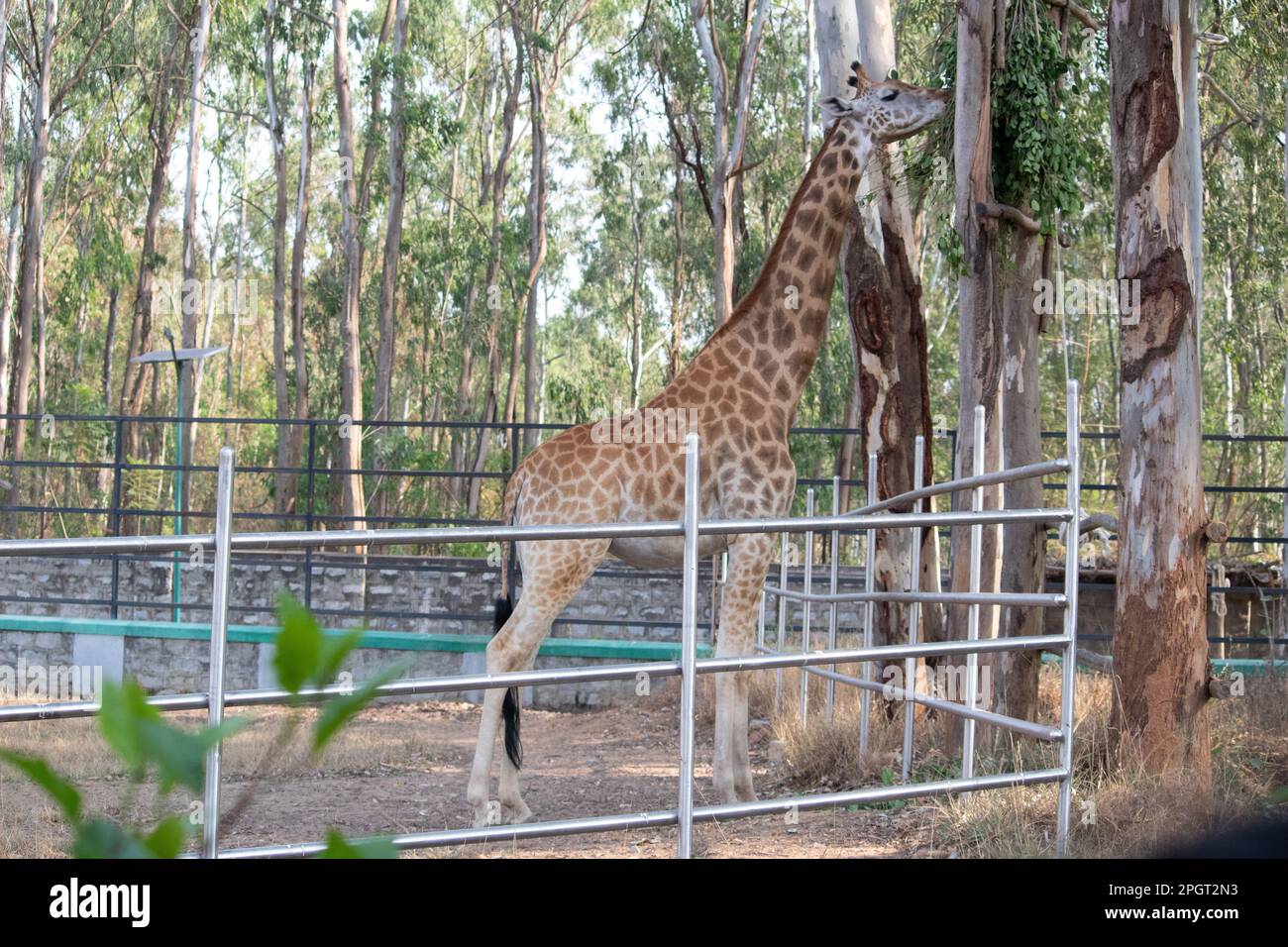 giraffe at Bannerghatta national park Bangalore standing in the zoo ...