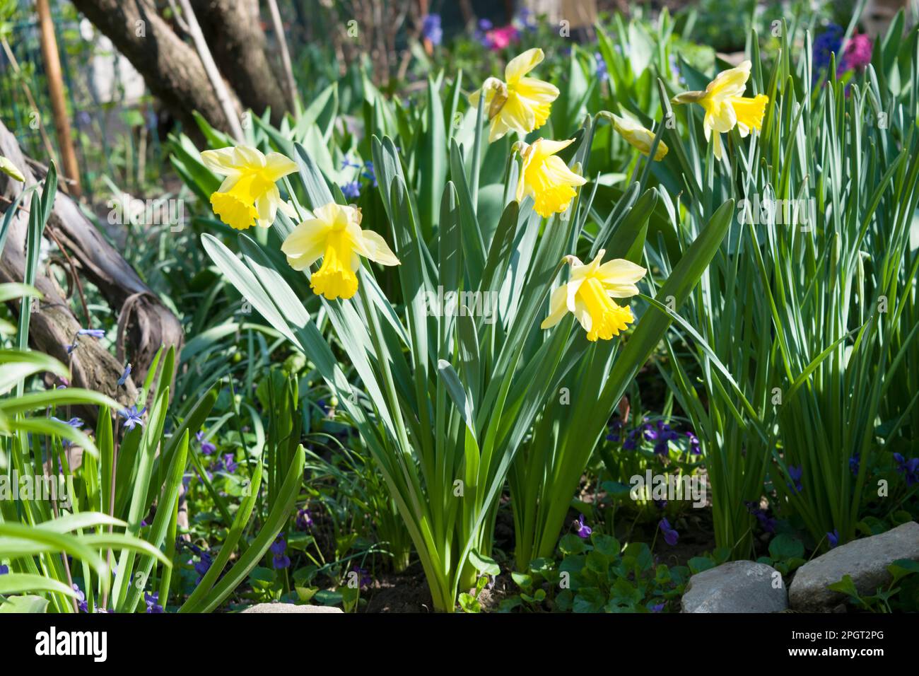 Narcissus, pseudo narcissus, wild daffodil or lent lily is a perennial ...