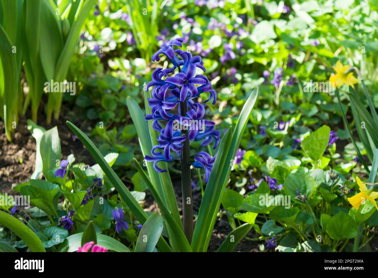 A blue cultivar hyacinthus orientalis with more robust, denser flower ...