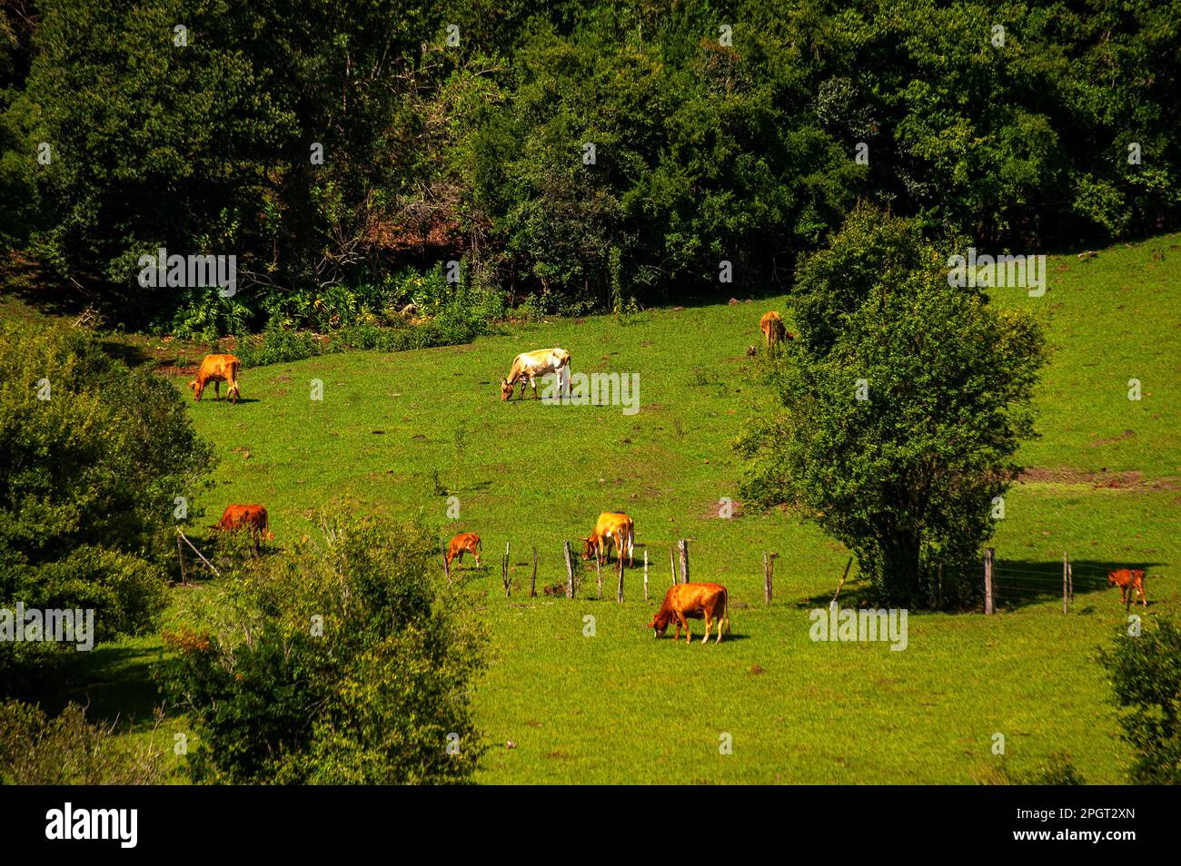 Cattle argentina hi-res stock photography and images - Alamy