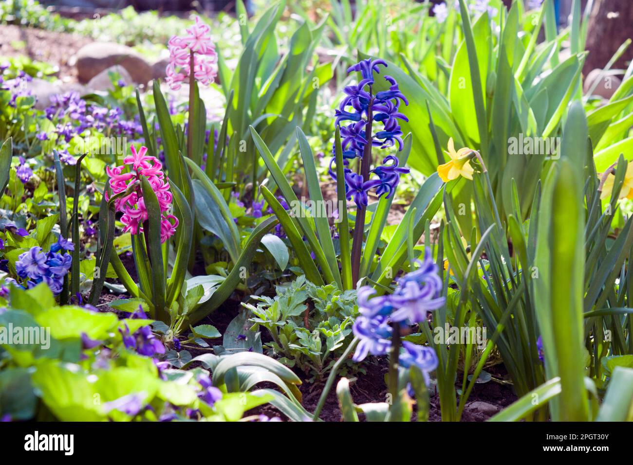 Daffodils and hyacinths hi-res stock photography and images - Alamy