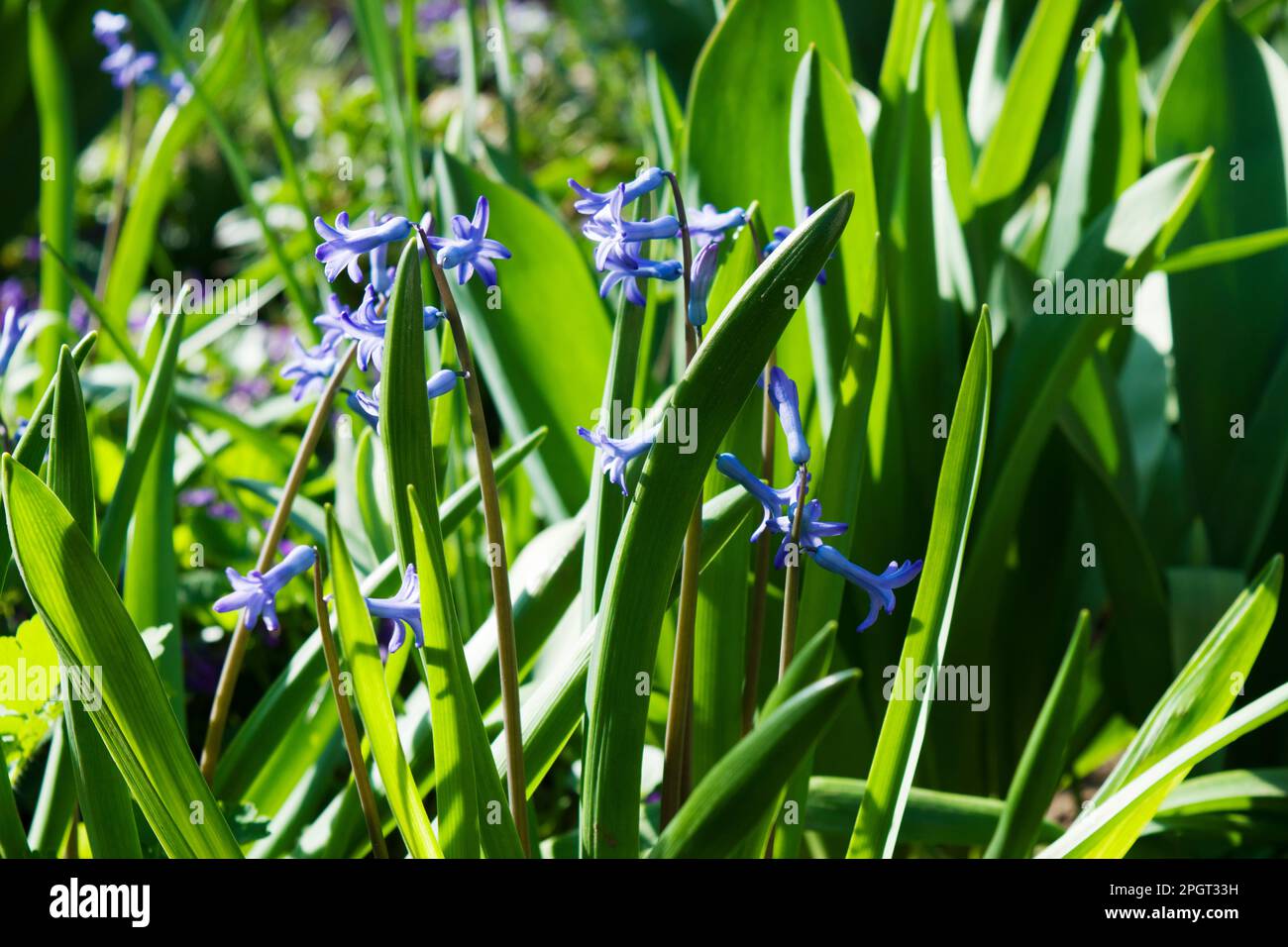 Wild-type Hyacinthus orientalis in garden and home cultivation. As a ...