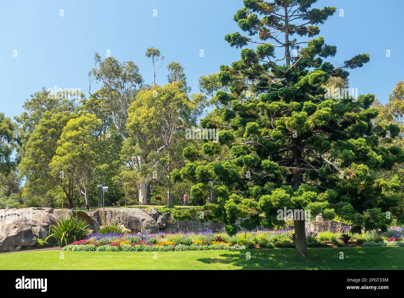 Impressive trees in the Sydney Botanical Gardens Stock Photo - Alamy