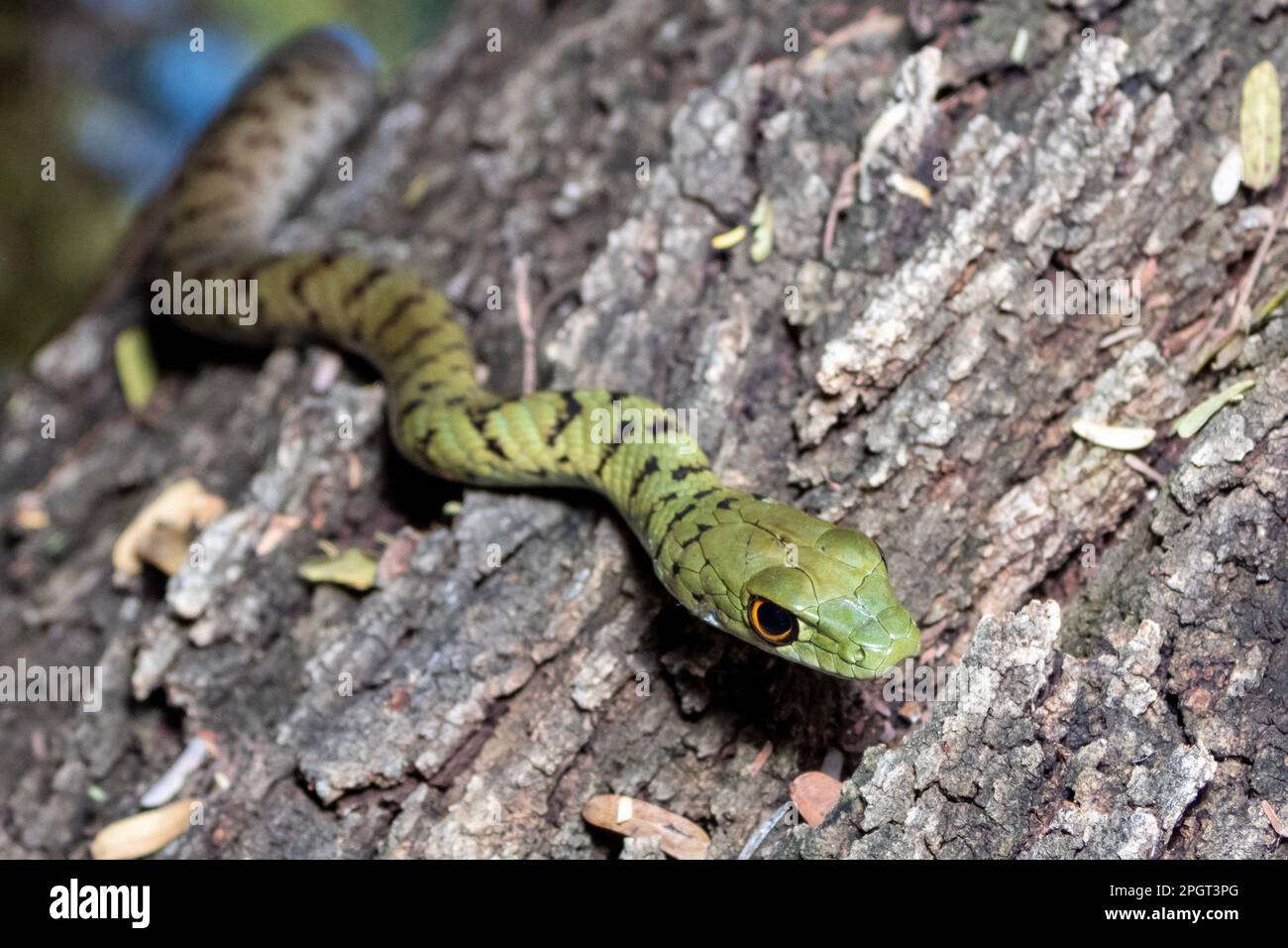 A close-up shot of a Spotted Bush Snake (Philothamnus semivariegatus ...