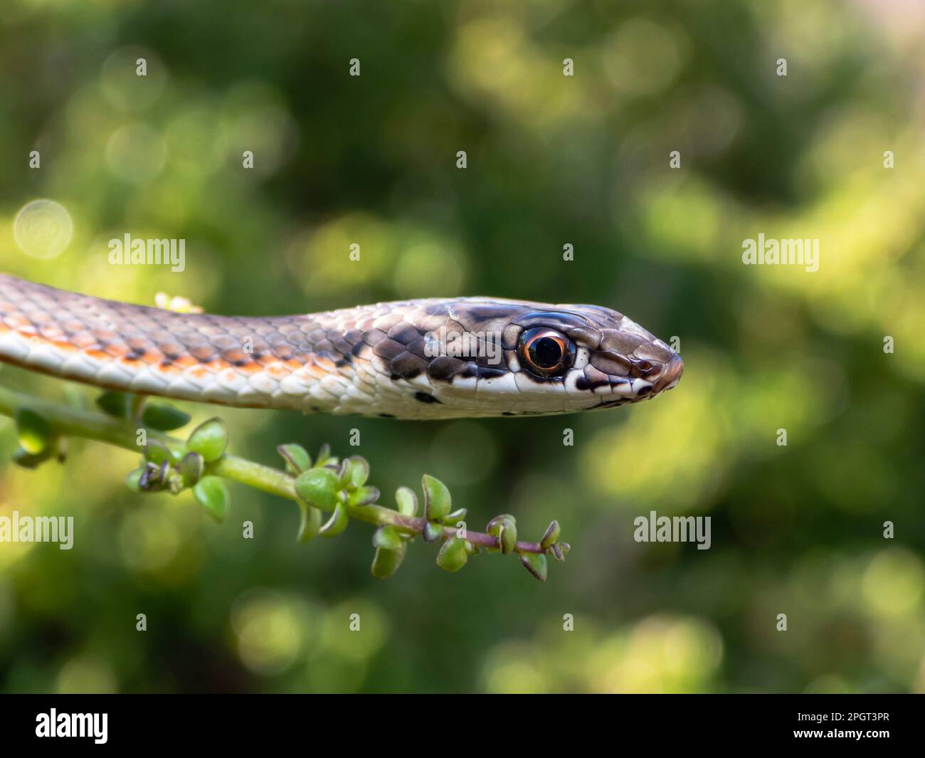 A close-up shot of a Karoo Sand Snake (Psammophis notostictus) from the ...