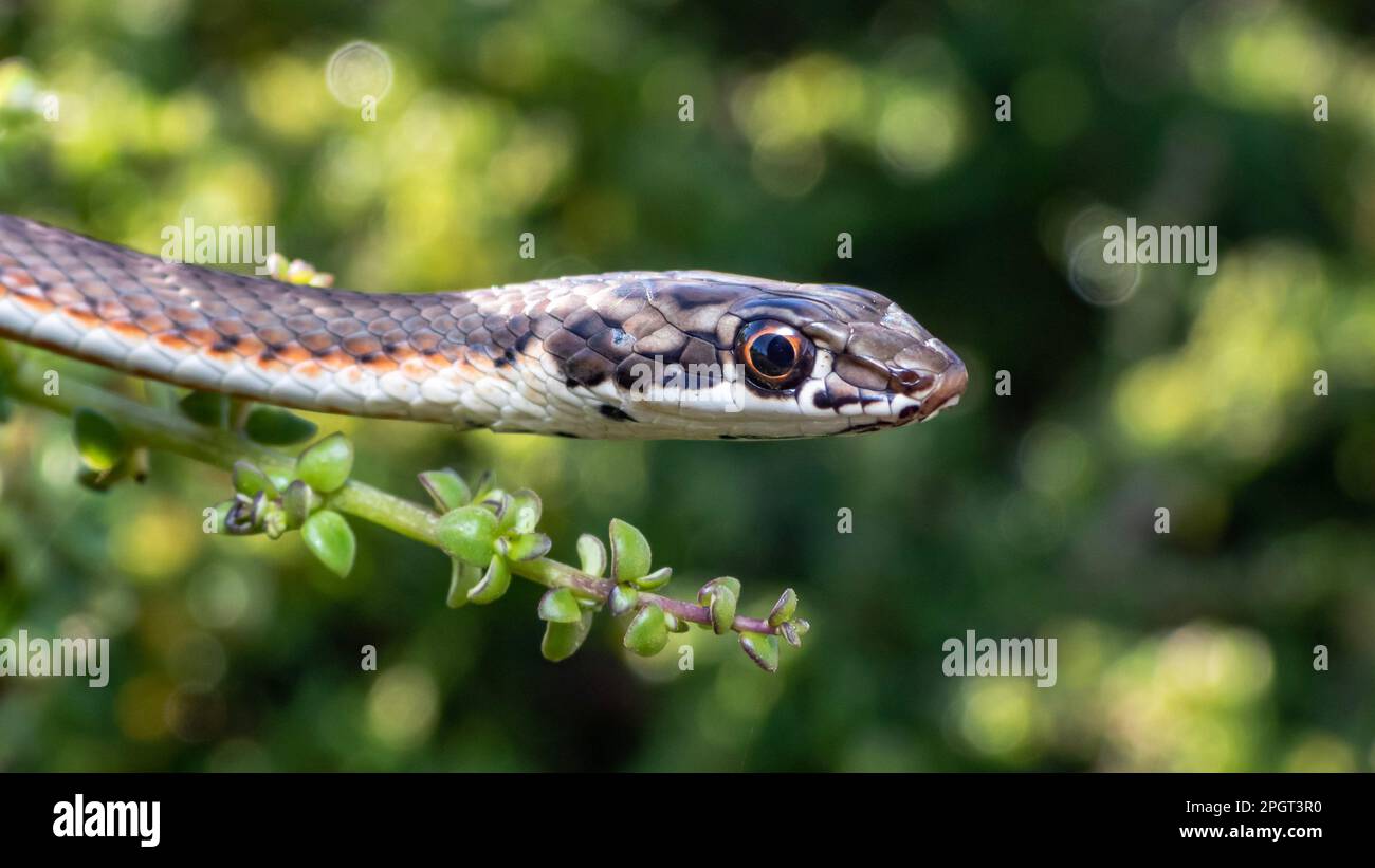 African Snake Close Up