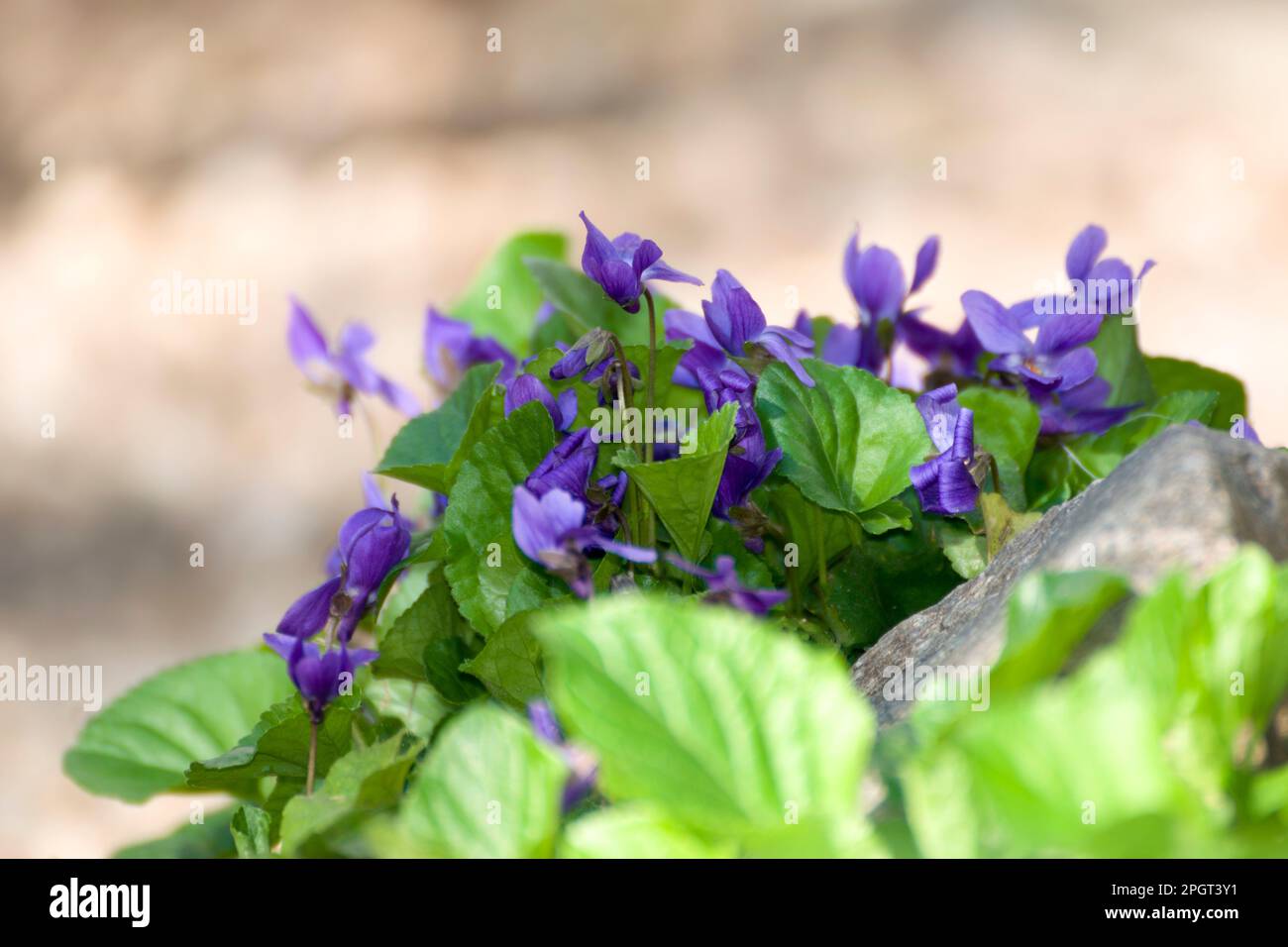 Viola odorata, a small hardy herbaceous perennial, also known as wood ...