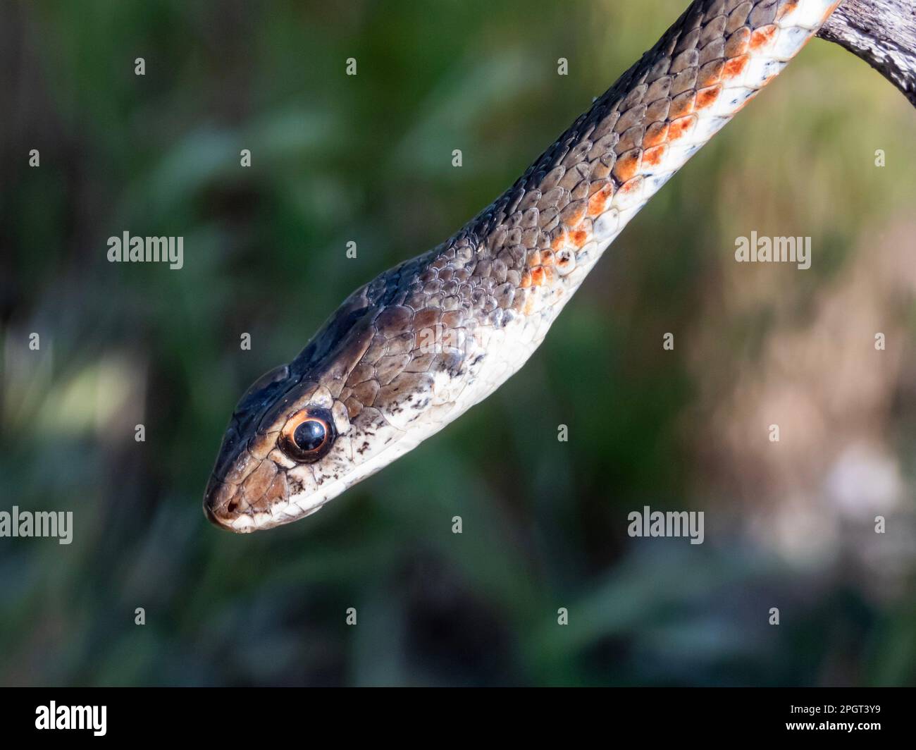 A close-up shot of a Karoo Sand Snake (Psammophis notostictus) from the ...