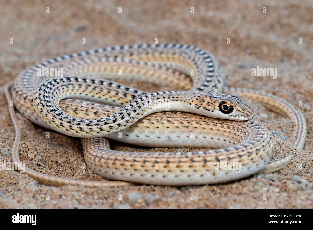 A close-up shot of a Karoo Sand Snake (Psammophis notostictus) from the ...