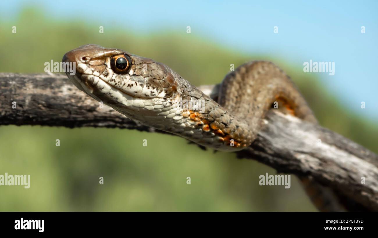 A close-up shot of a Karoo Sand Snake (Psammophis notostictus) from the ...