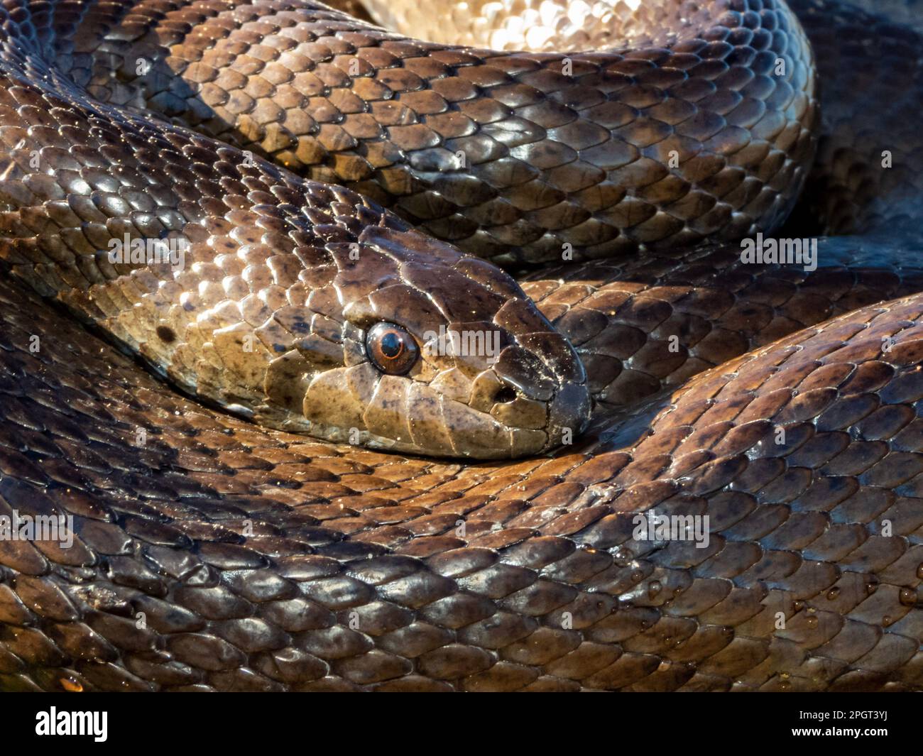 A close-up shot of a Mole Snake (Pseudaspis cana) in its natural ...