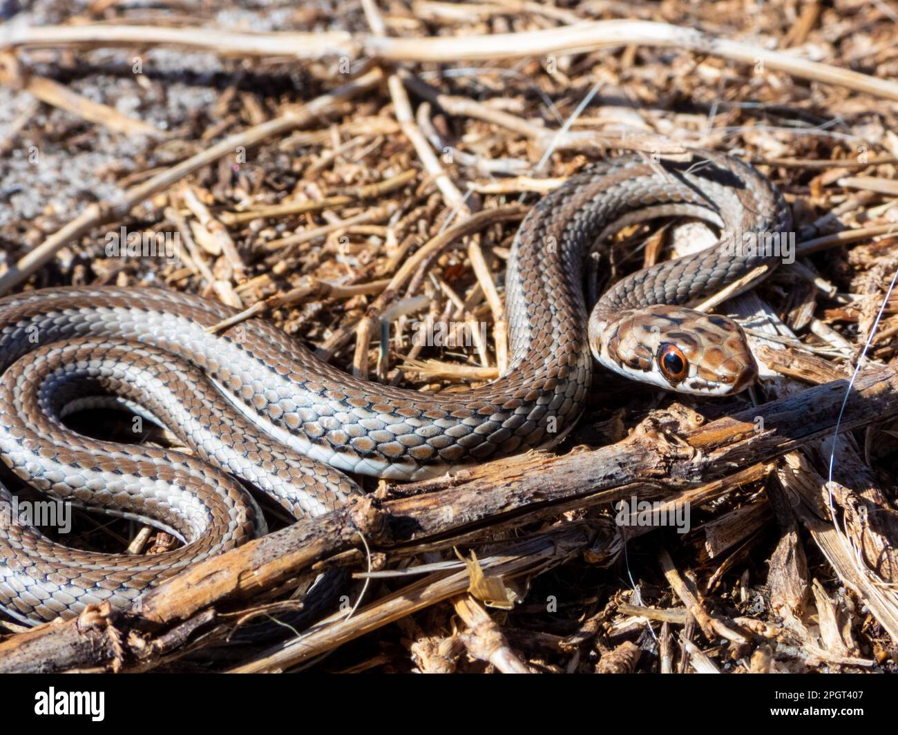 A close-up shot of a Karoo Sand Snake (Psammophis notostictus) from the ...