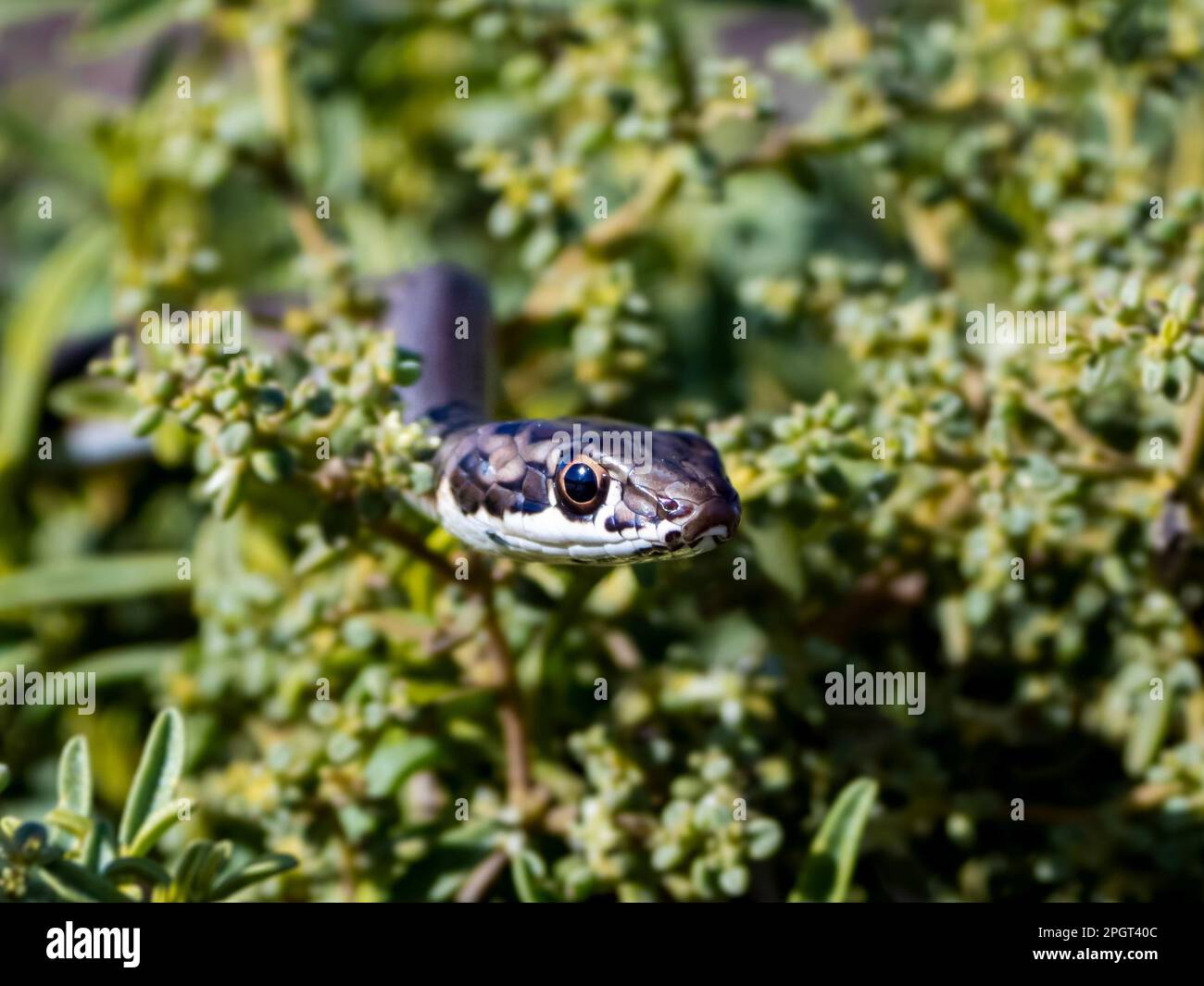 A close-up shot of a Karoo Sand Snake (Psammophis notostictus) from the ...