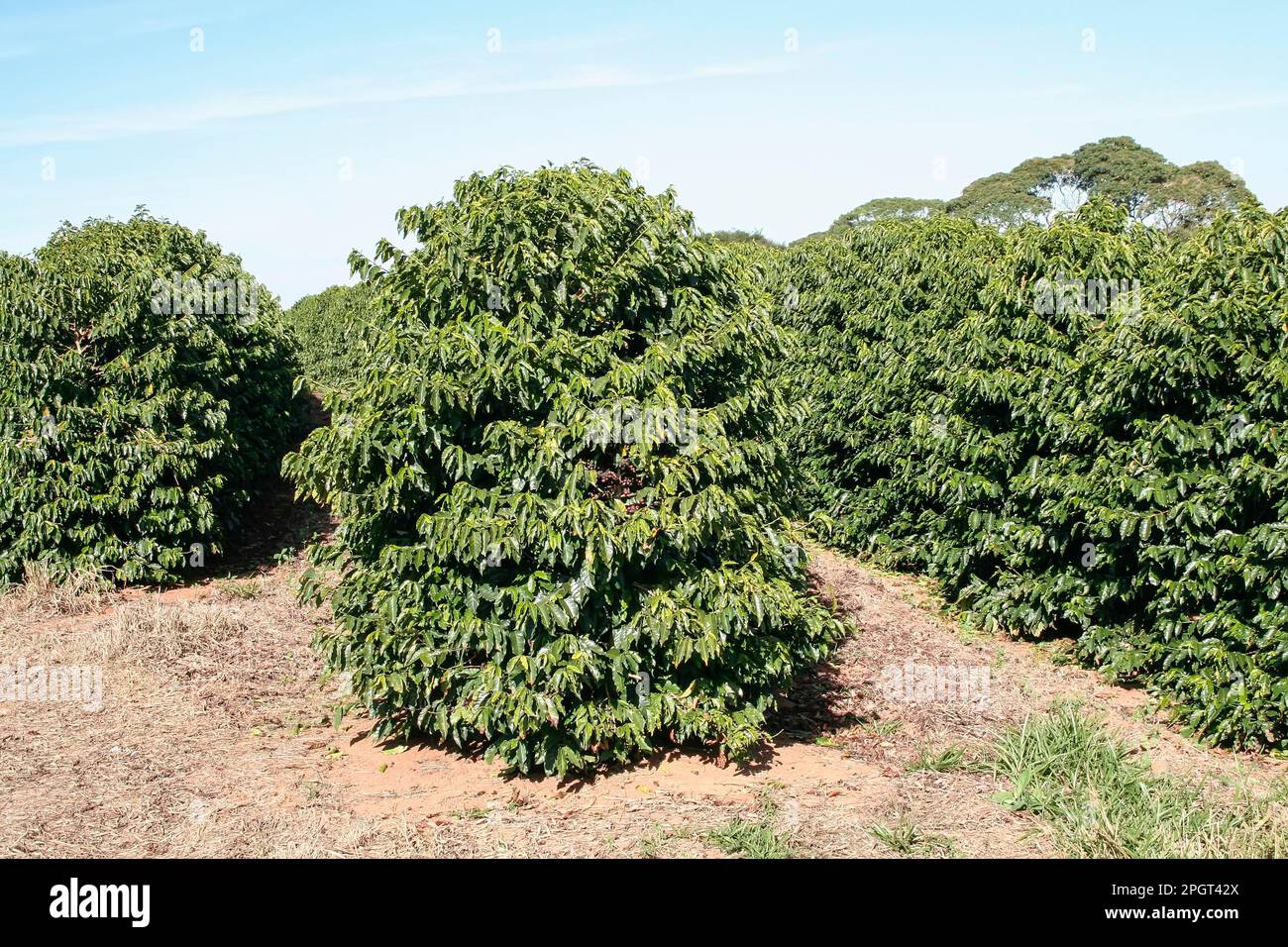 View farm with coffee plantation in Brazil - Cafe do Brasil Stock Photo ...