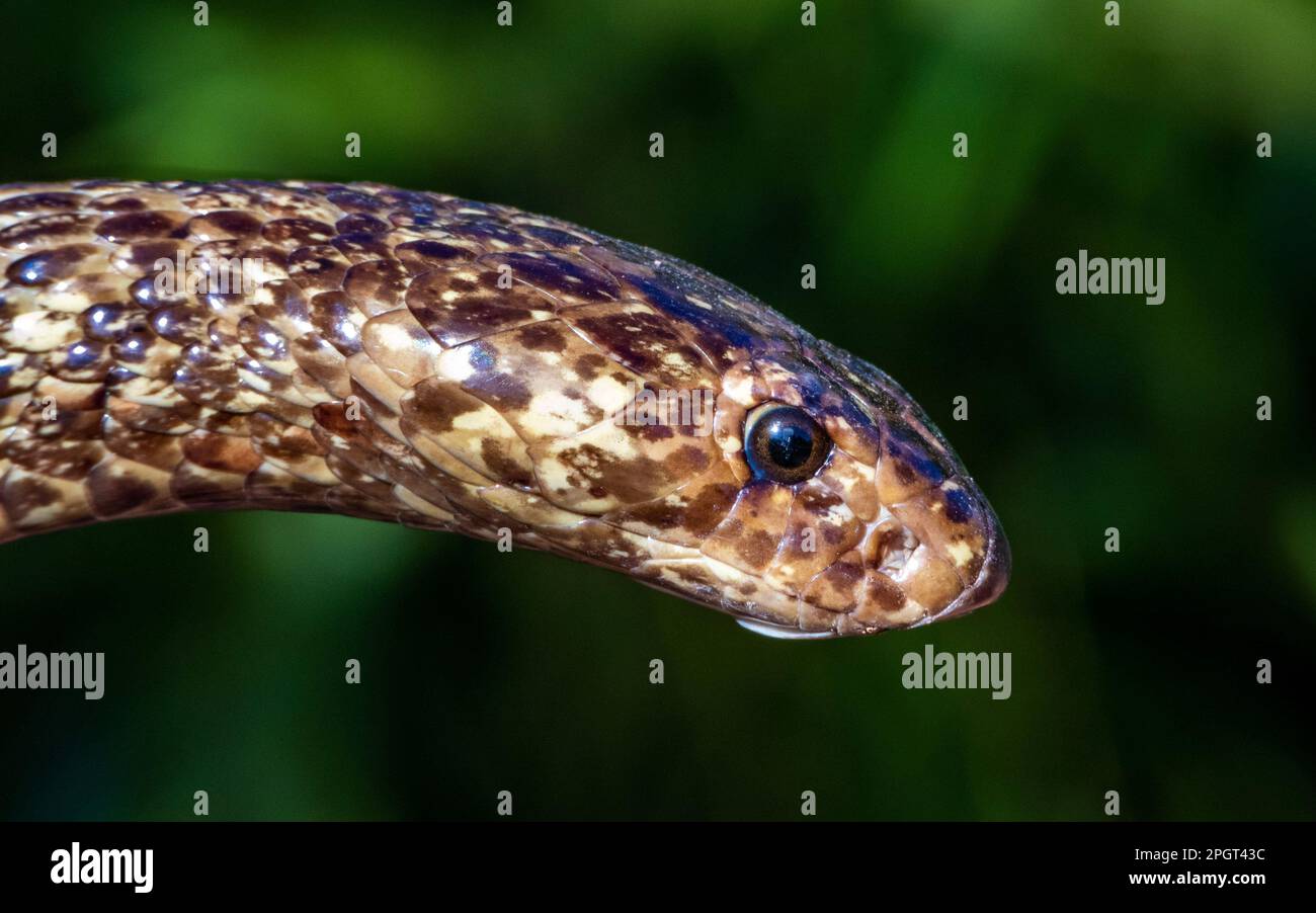 African Snake Close Up