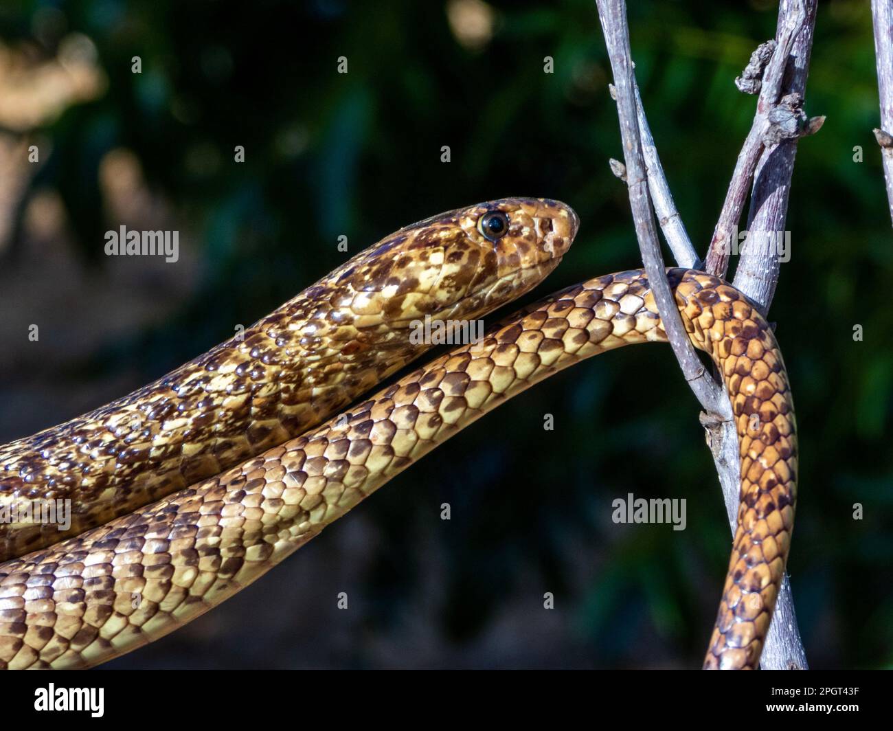 Close-up shot of a South African Cape Cobra (Naja nivea) snake, known ...