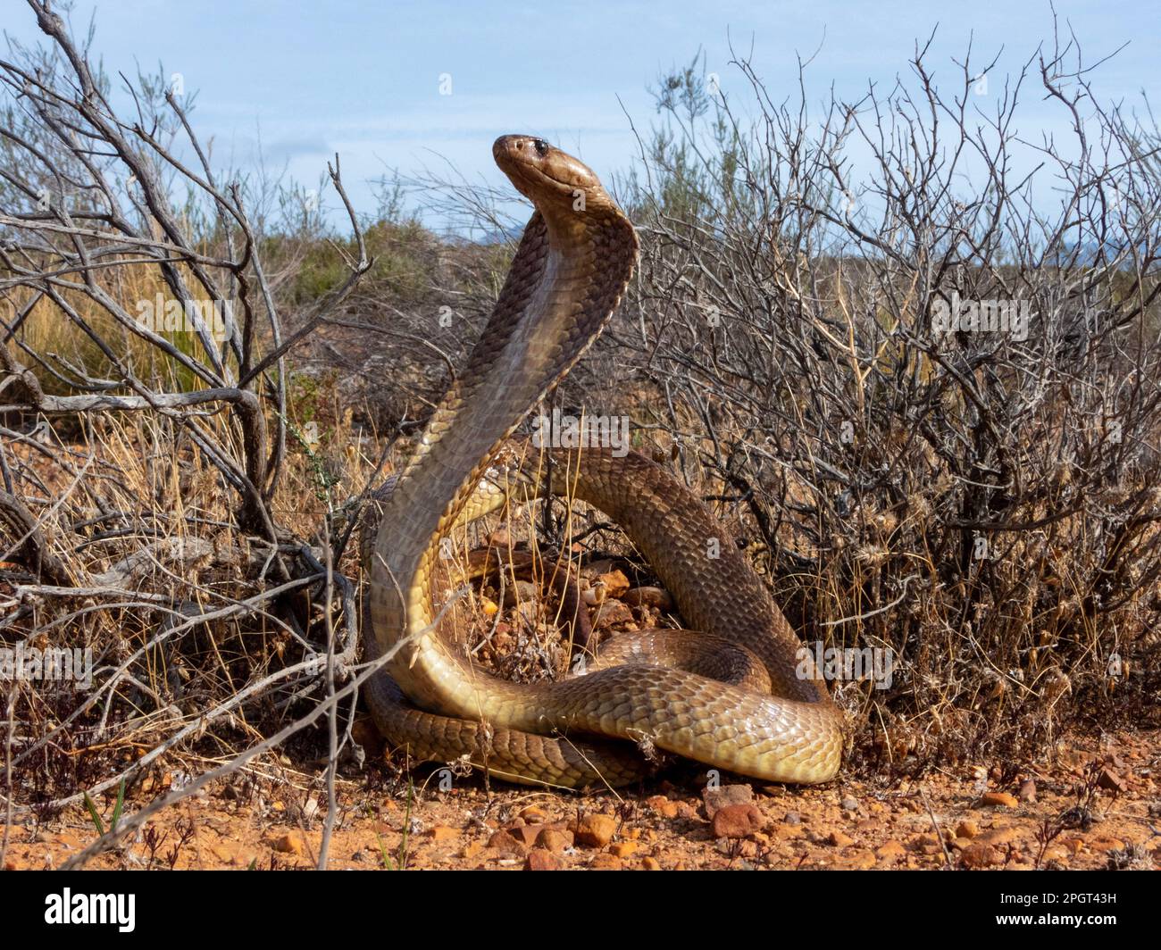 A close-up shot of a Cape Cobra (Naja nivea) snake from South Africa ...