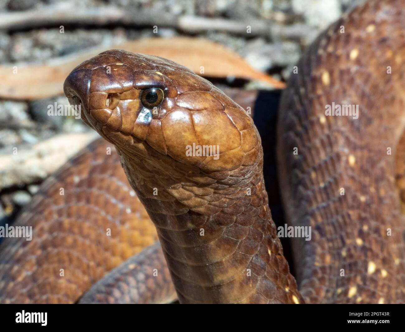 Cobra tail markings hi-res stock photography and images - Alamy