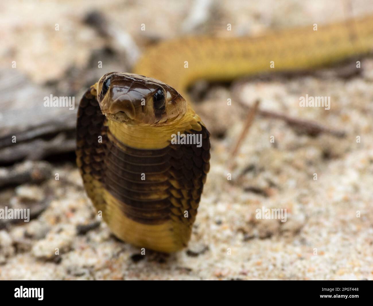 A close-up shot of a Cape Cobra (Naja nivea) snake from South Africa ...