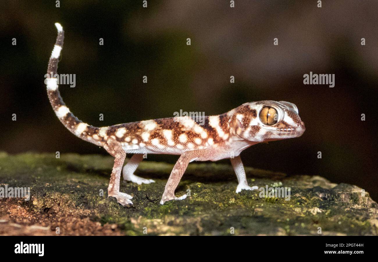 Logwood tree hi-res stock photography and images - Alamy